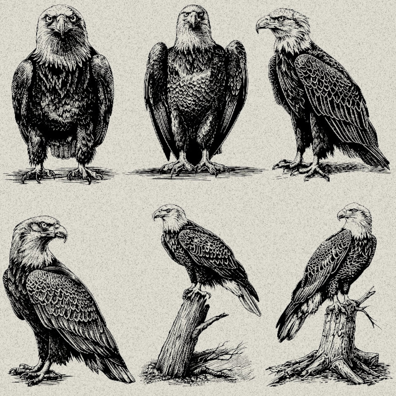 29 Bald Eagle Designs Bundle PNG & SVG Digital for Laser Engraving or ...