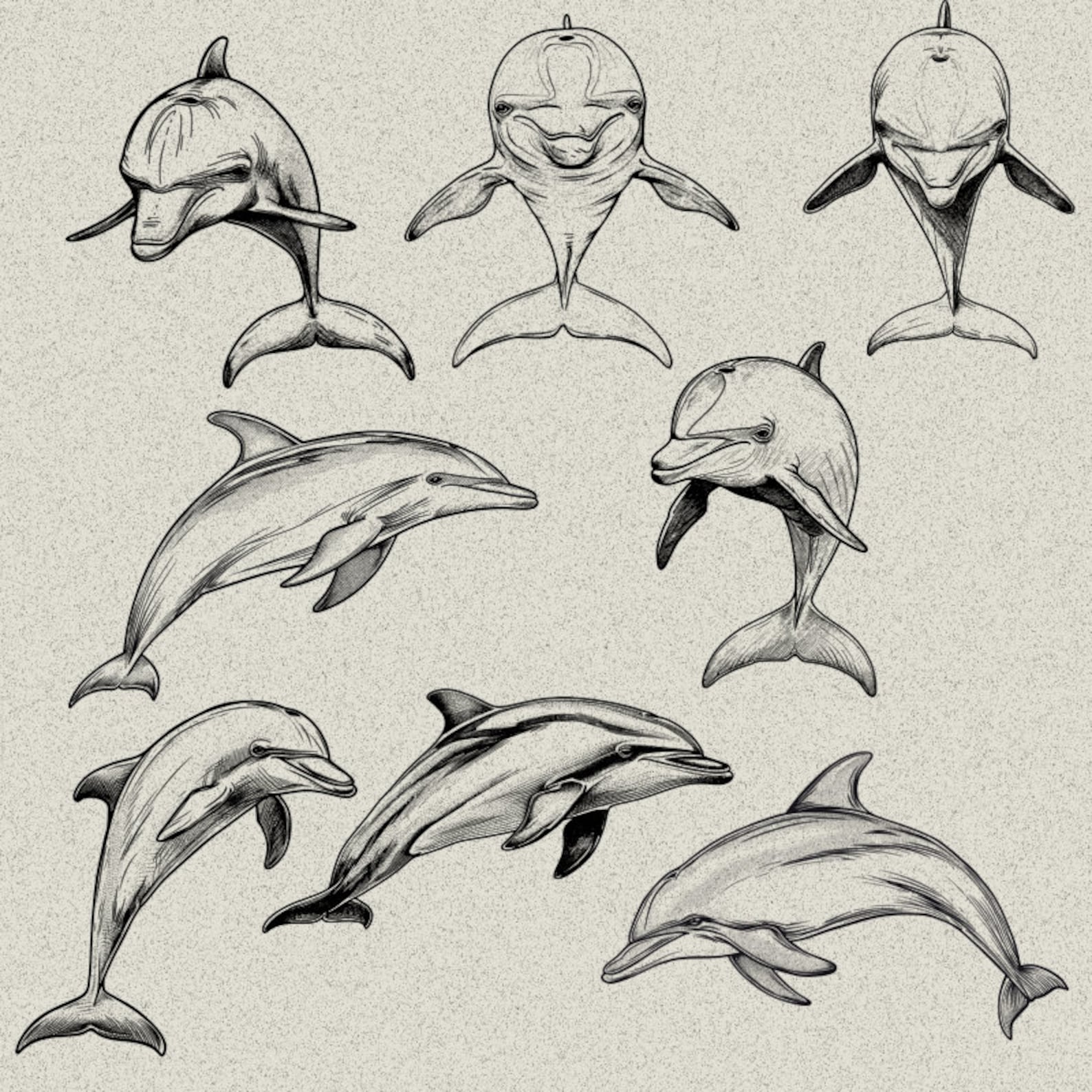 40 Dolphin Designs Bundle PNG & SVG for Laser Engraving or Print ...