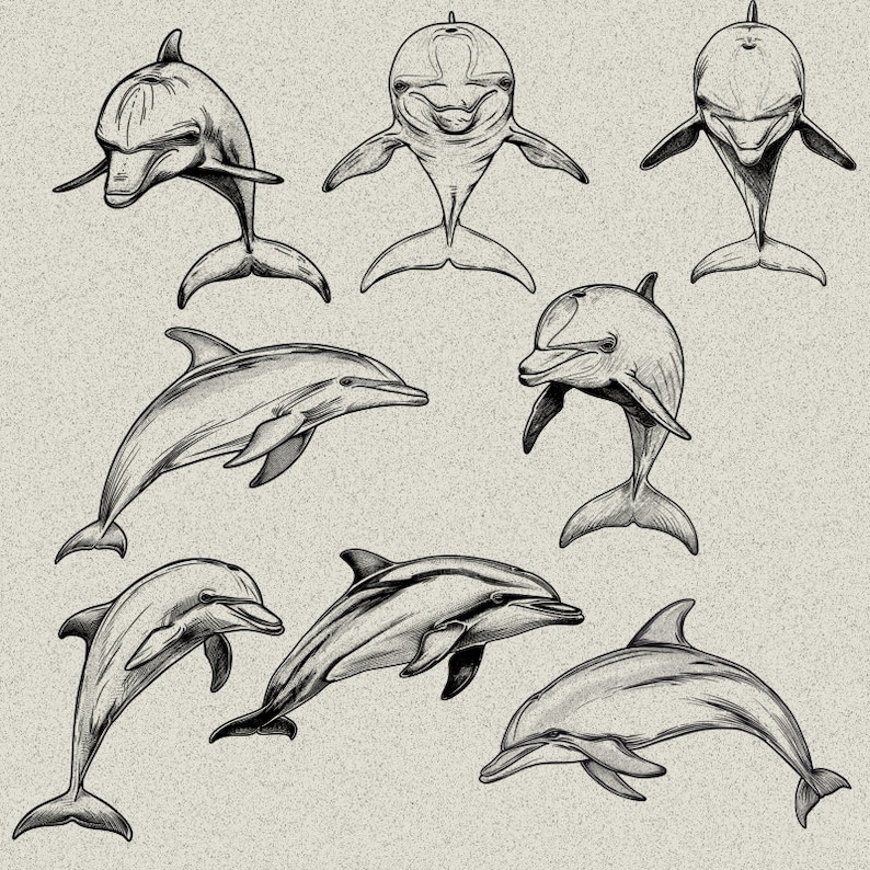 Paquete de 40 diseños de delfines PNG y SVG para grabado o impresión ...