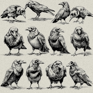 40 Raven and Crow Designs Bundle PNG & SVG Digital for Laser Engraving ...
