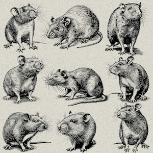 36 Rat Designs Bundle PNG & SVG Digital for Laser Engraving or Print ...