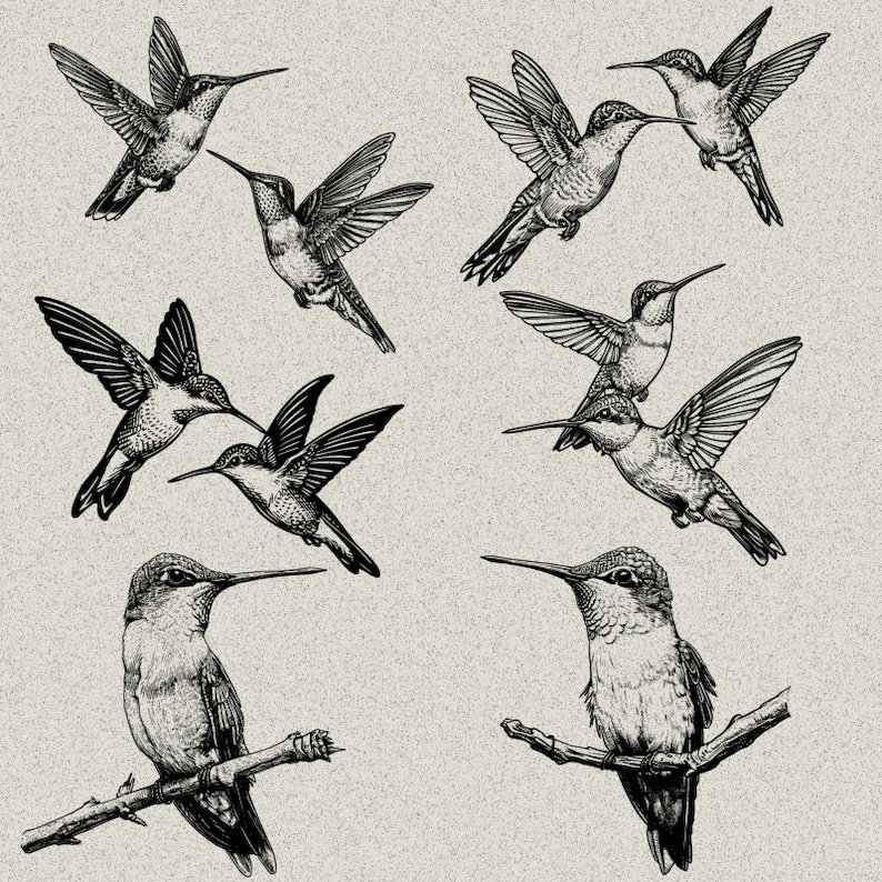 36 Humming Bird Designs Bundle PNG & SVG Digital for Laser Engraving or ...