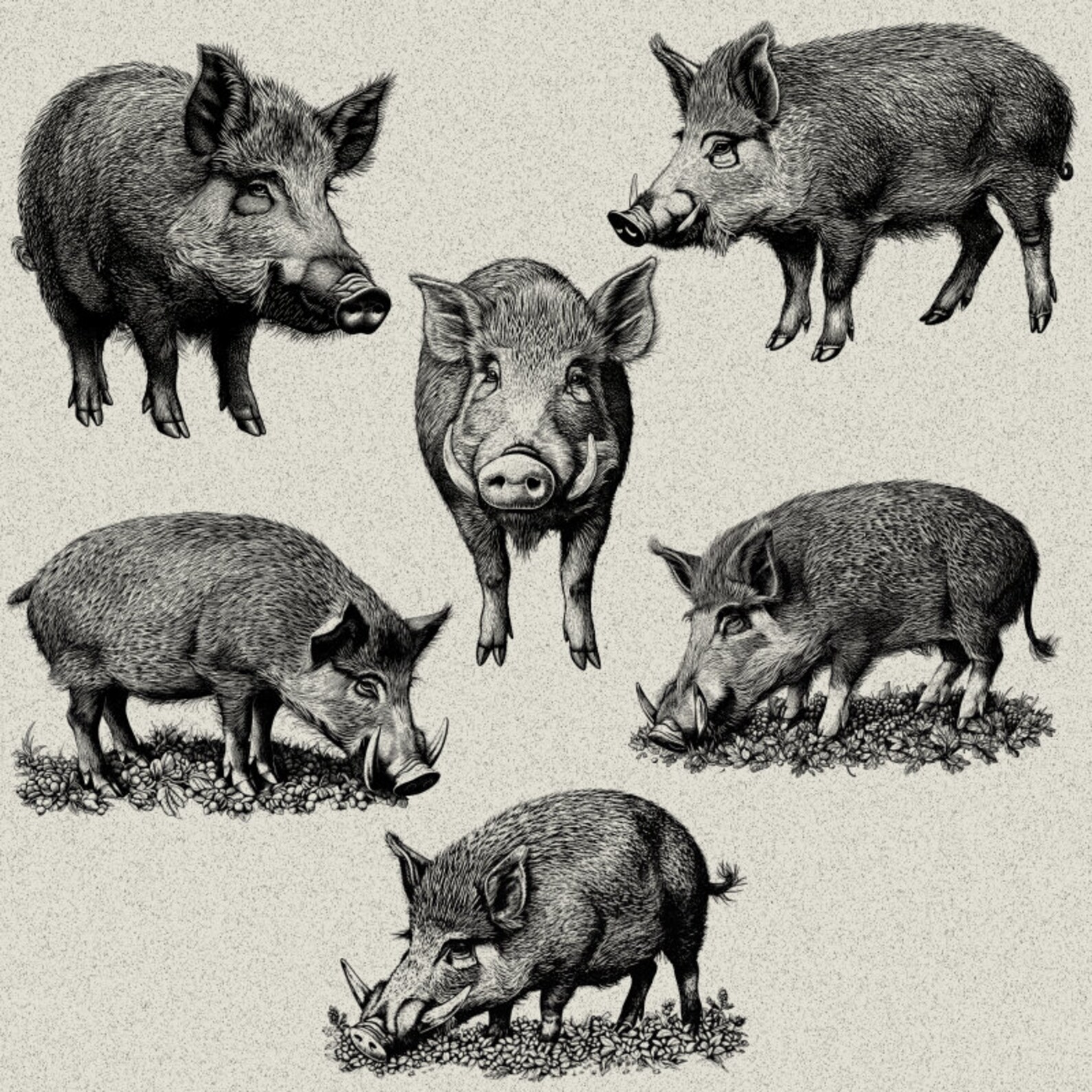 36 Wild Boar Detailed Designs Bundle PNG & SVG for Laser Engraving or ...