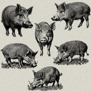 36 Wild Boar Detailed Designs Bundle PNG & SVG for Laser Engraving or ...
