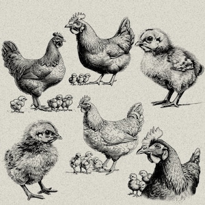 40 Chicken Designs Bundle PNG & SVG for Laser Engraving or Print, Chick ...