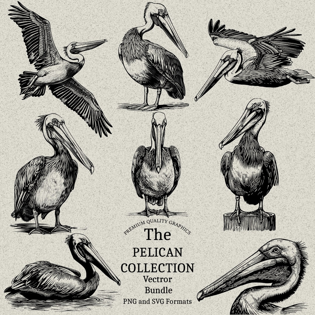 45 Pelican Designs Bundle PNG & SVG Digital for Laser Engraving or ...