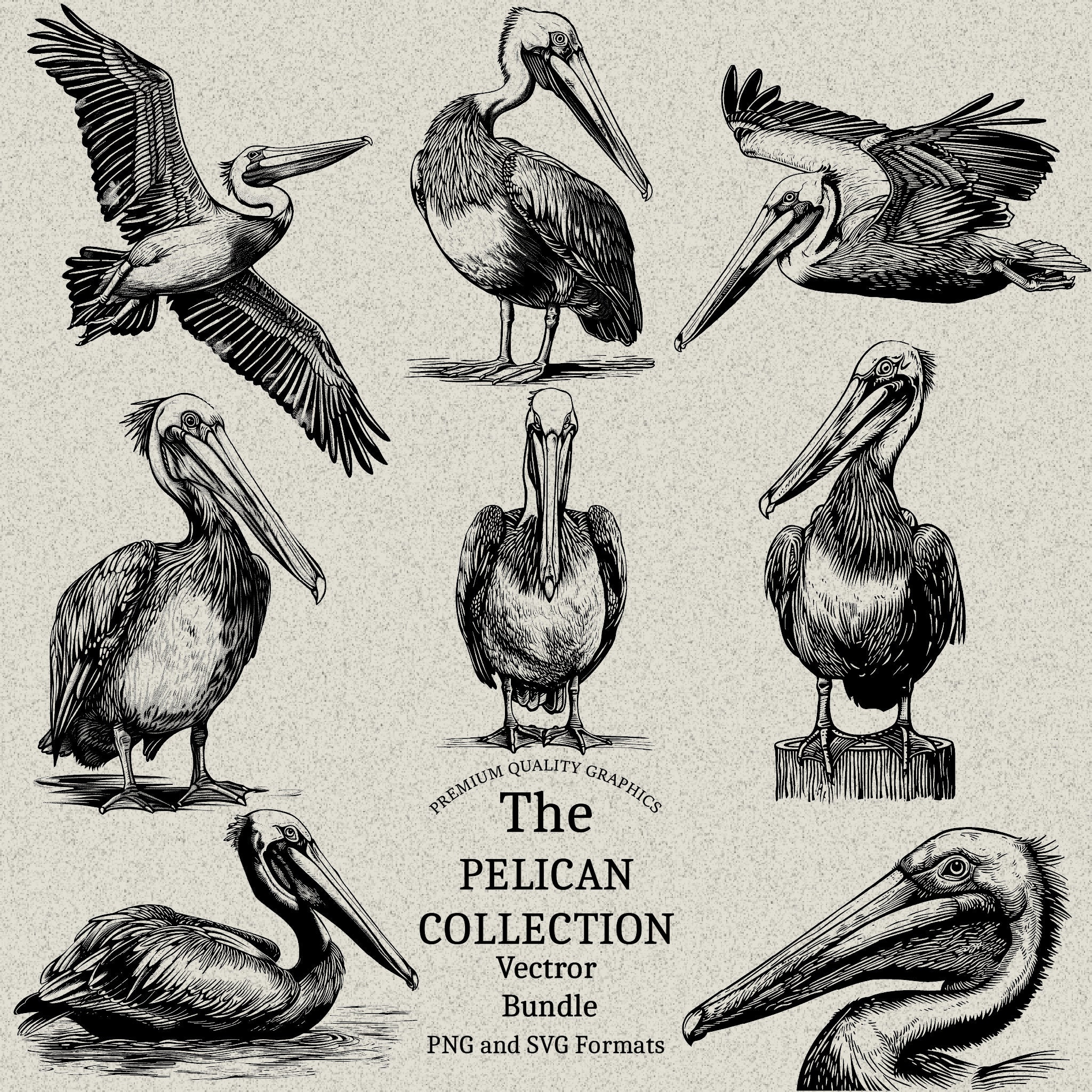 45 Pelican Designs Bundle PNG & SVG Digital for Laser Engraving or ...
