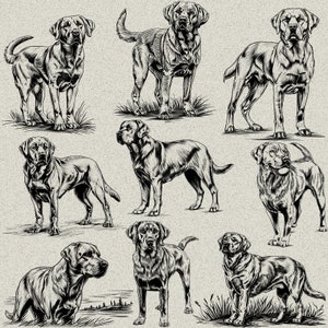 34 Labrador Retriever Dog Designs Bundle SVG & PNG for Laser Engraving ...