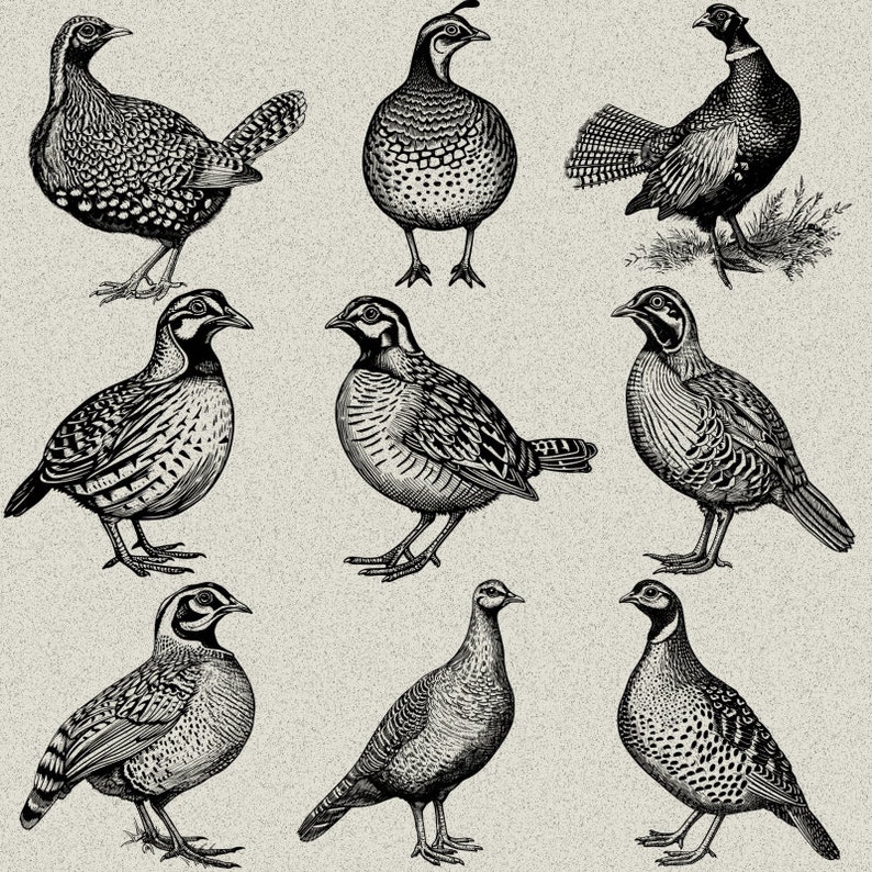 44 Game Bird Designs Bundle PNG & SVG for Laser Engraving or Print on ...