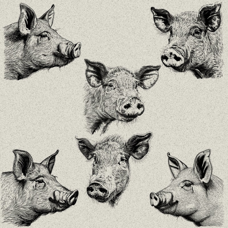 42 Pig Designs Bundle PNG & SVG for Laser Engraving or Print, Piglet ...