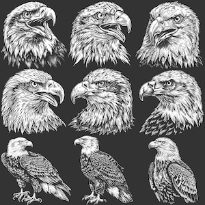 30 Eagle Designs for Slate or Dark Materials Bundle PNG & SVG Digital ...