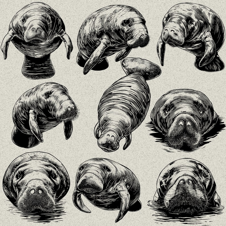25 Manatee Designs Bundle PNG & SVG Digital for Laser Engraving or ...