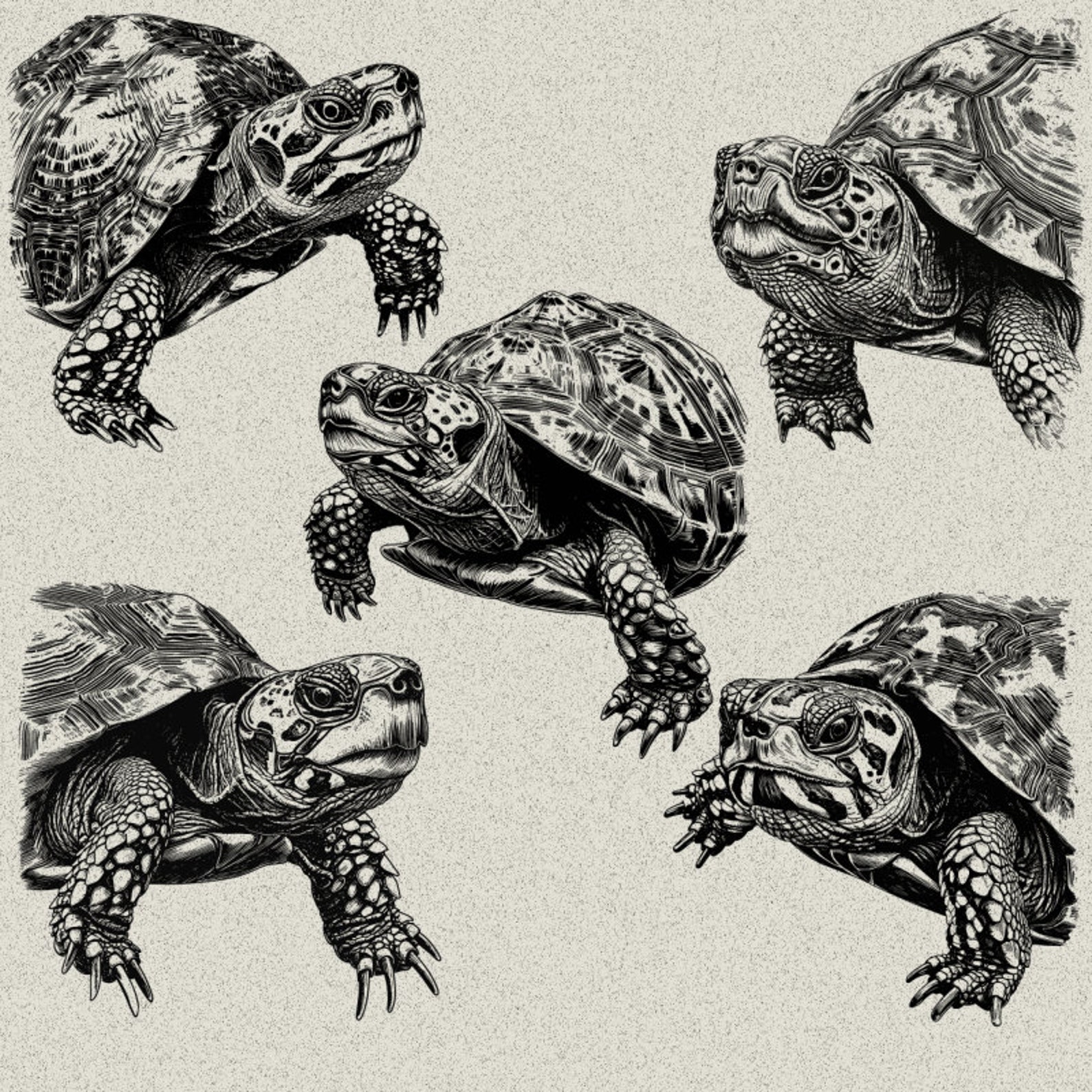 36 Turtle Designs Bundle PNG & SVG for Laser Engraving or Print ...
