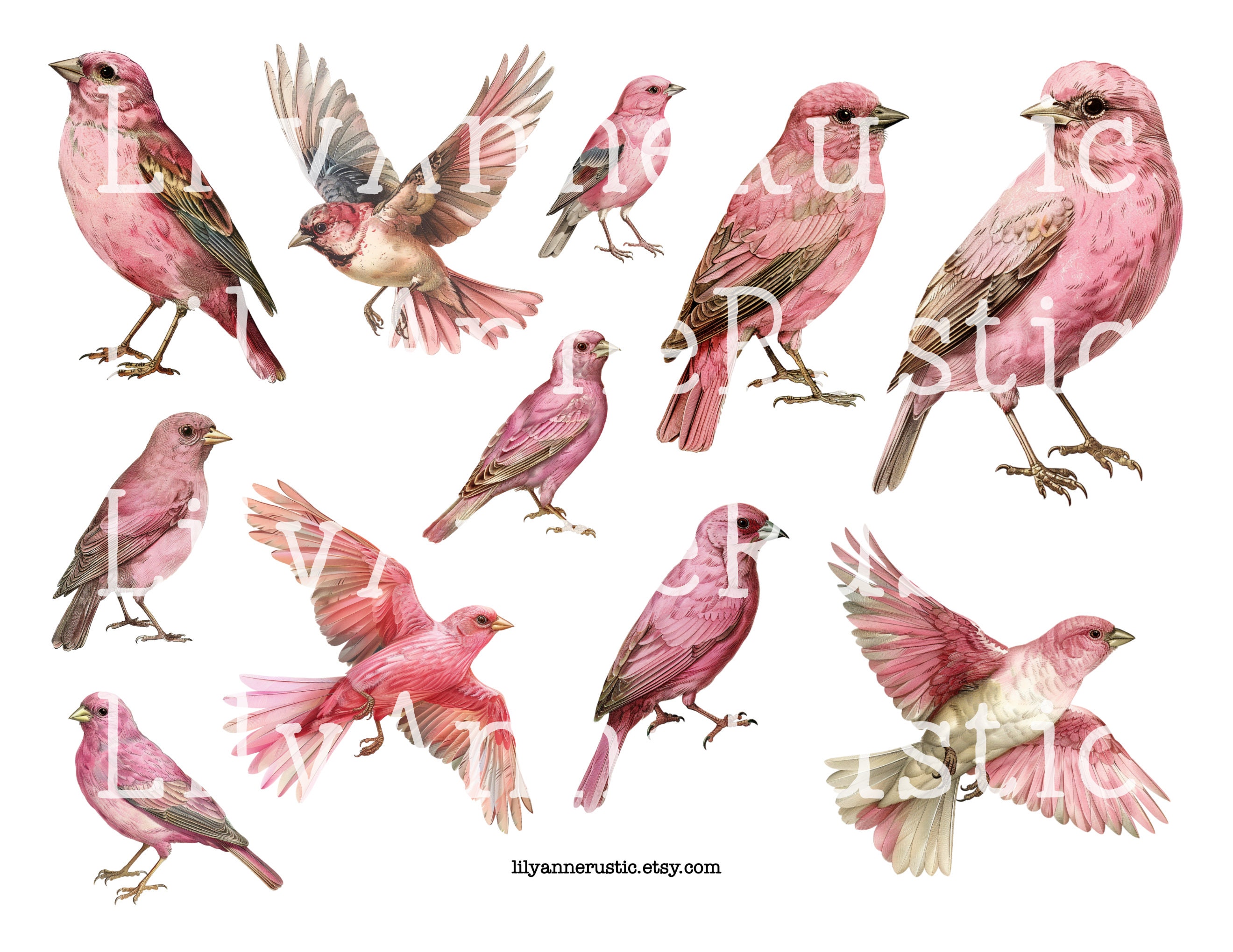 Vintage Birds Clipart Images Journal & Scrapbook Fussy Cuts Bird Images ...