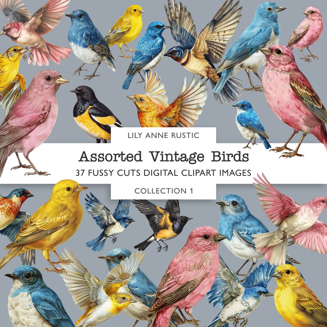 Vintage Birds Clipart Images Journal & Scrapbook Fussy Cuts Bird Images ...