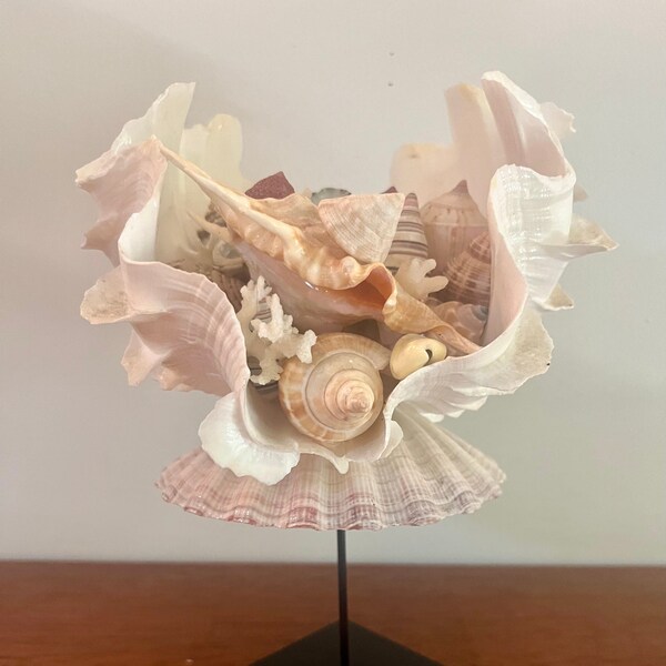 Sea Shell Display - Etsy