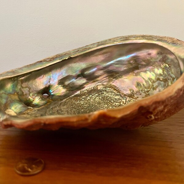 Abalone Shell - Etsy