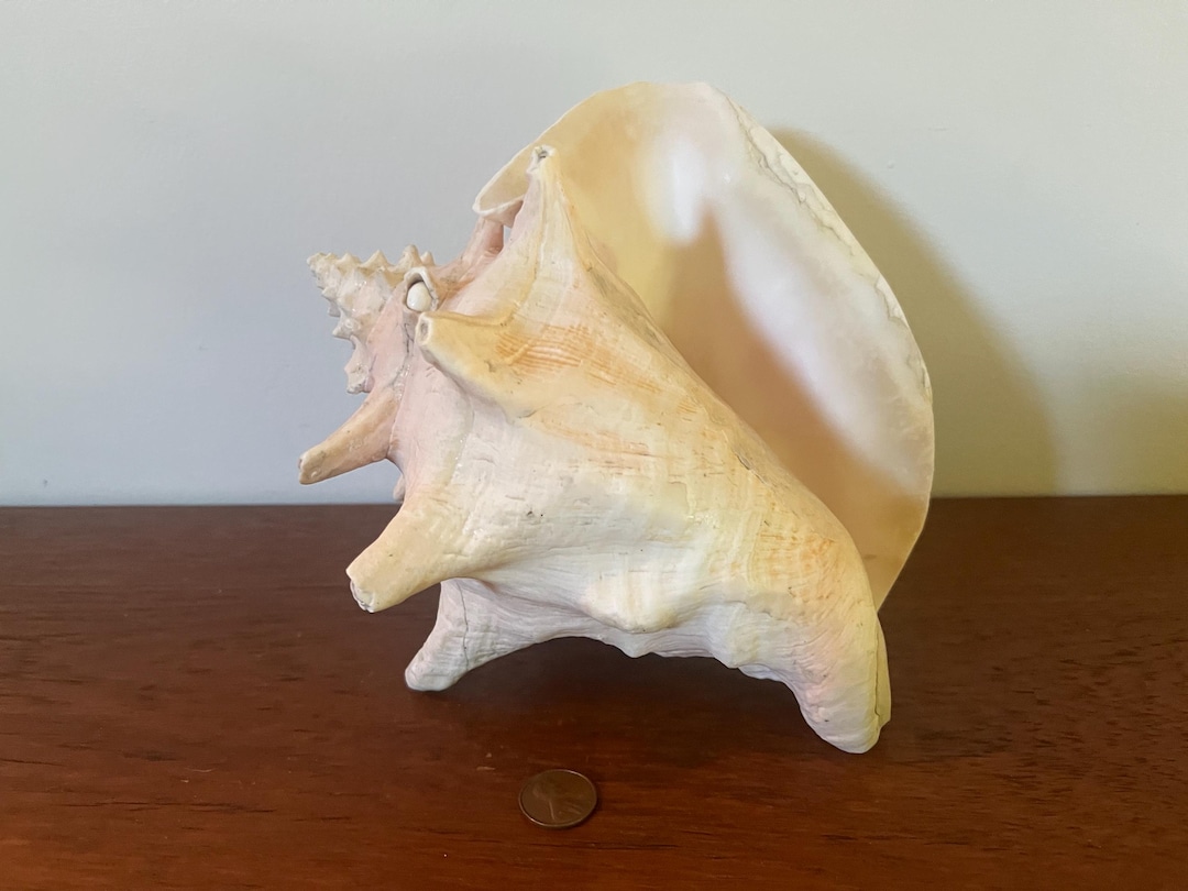 Atlantic Pink Queen Conch Shell - Medium Large Sized (7.75” L X 7.5” W ...