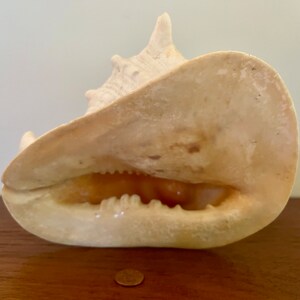 Horned Queens Helmet Conch Shell - Large (8.5” L X 7” W), Textured ...