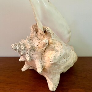Atlantic Pink Queen Conch Shell - Large (8.25” L X 7.5” H X 6” W ...
