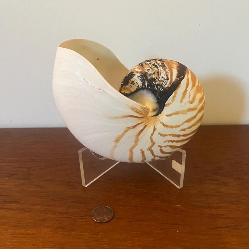 Chambered Nautilus - Etsy