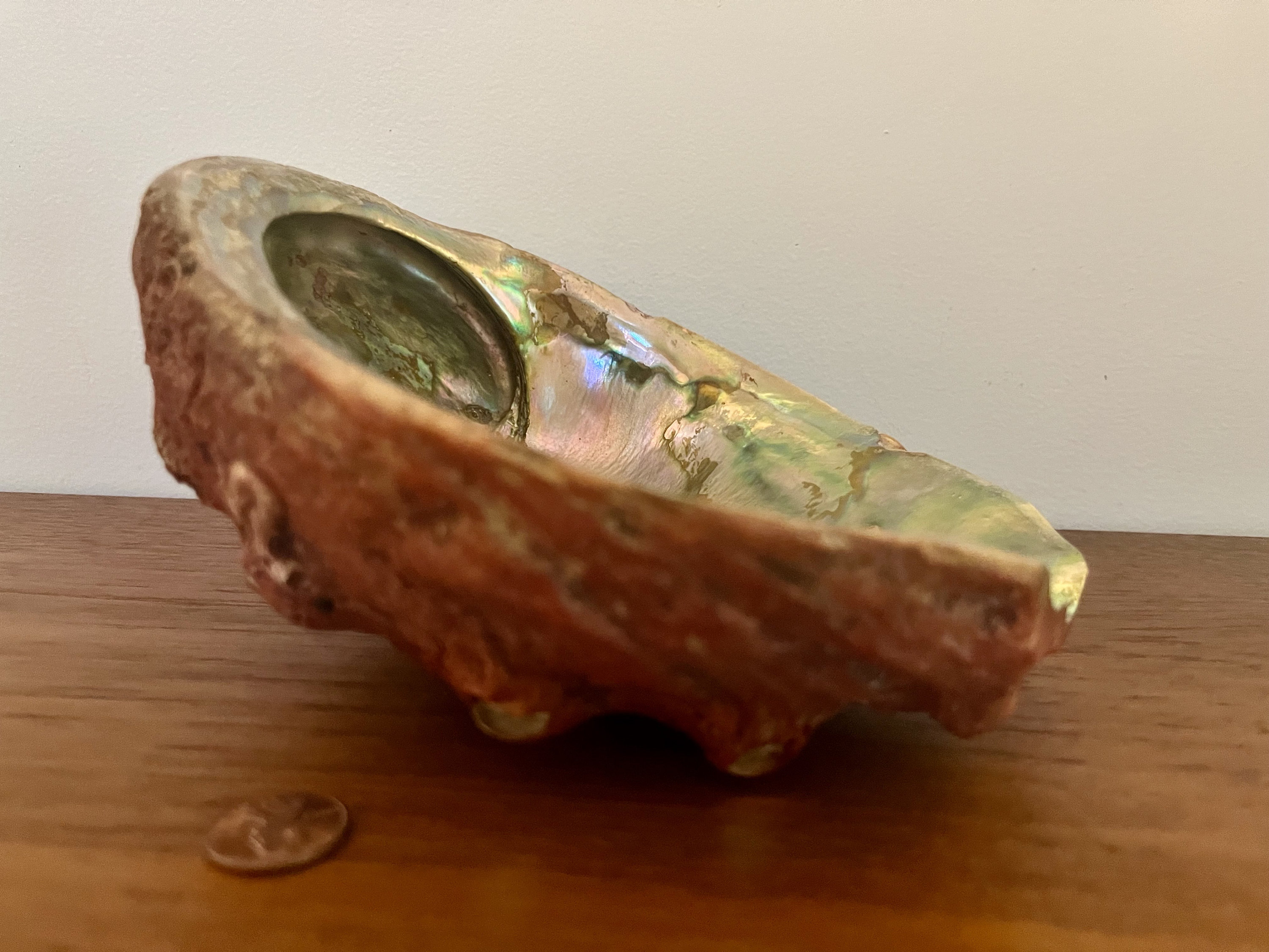 Abalone Shell Large 8 Long X 7 Wide, Natural, and Prepared for Display ...