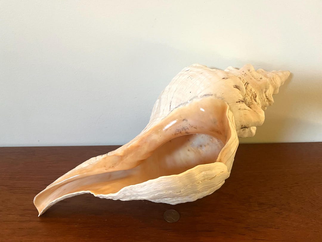 Florida Horse Conch Shell - Unusually Large (15” L X 6.5” W), Textured ...