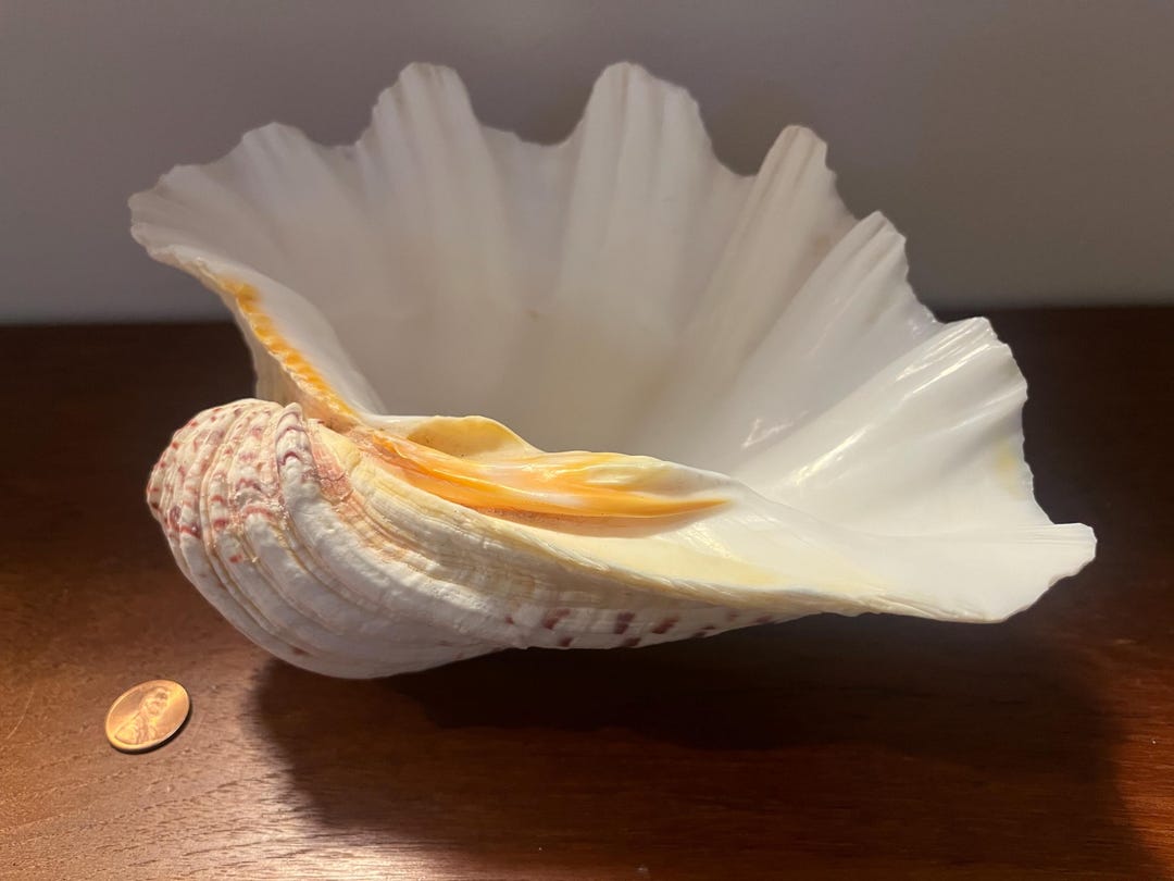 Tridacnid genus Hippopus Natural Half bottom Clam Shell 9.25 L Prepared ...