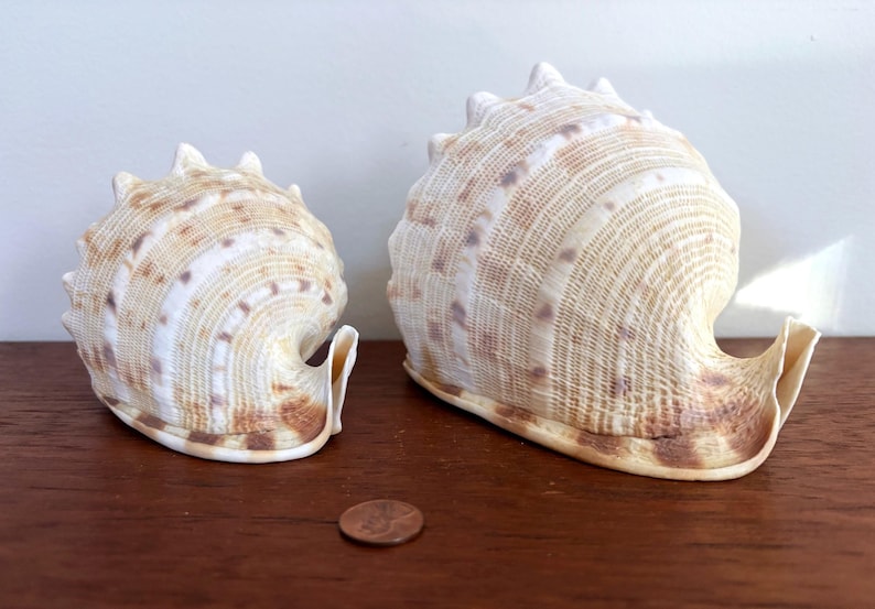 Horned Queens Helmet Conch Shell - Pair - Medium (4.5” L, 5.5” L ...