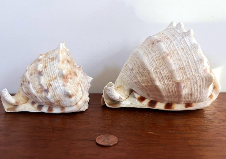 Horned Queens Helmet Conch Shell - Pair - Medium (4.5” L, 5.5” L ...