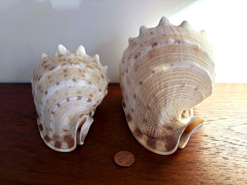 Horned Queens Helmet Conch Shell - Pair - Medium (4.5” L, 5.5” L ...