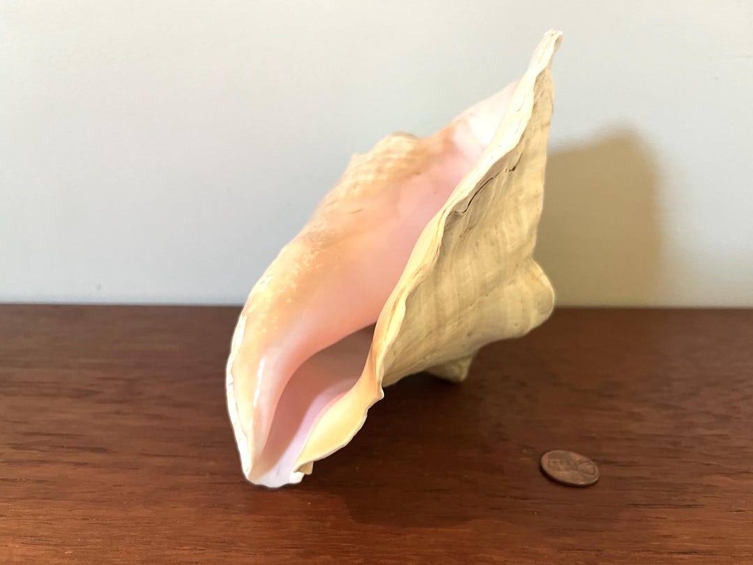 Atlantic Pink Queen Conch Shell - Medium Large Sized (7.75” L X 6.5” W ...