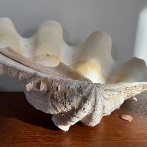 Tridacna Squamosa Large Natural Half (bottom) Fluted Clam Shell (12” W ...