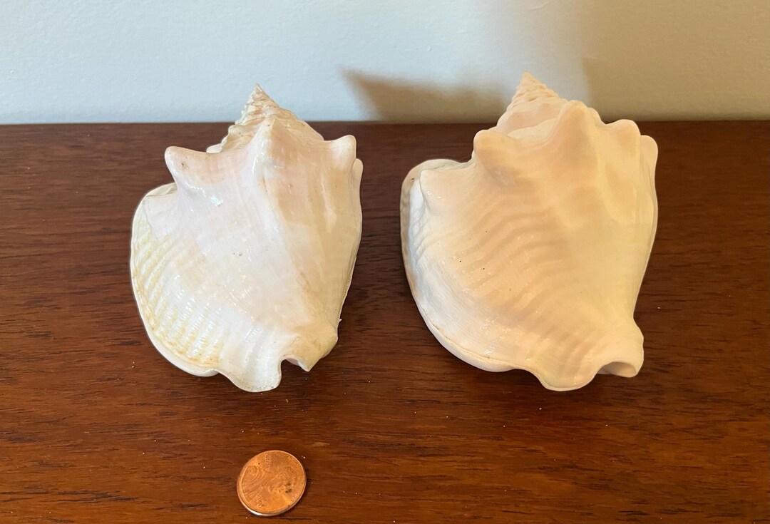 Milk Conch Shells - Set of 2 Shells (each: 4.5” L X 3” W X 3.25” H ...