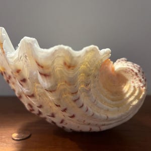 Tridacnid genus Hippopus Natural Half bottom Clam Shell 9.25 L Prepared ...