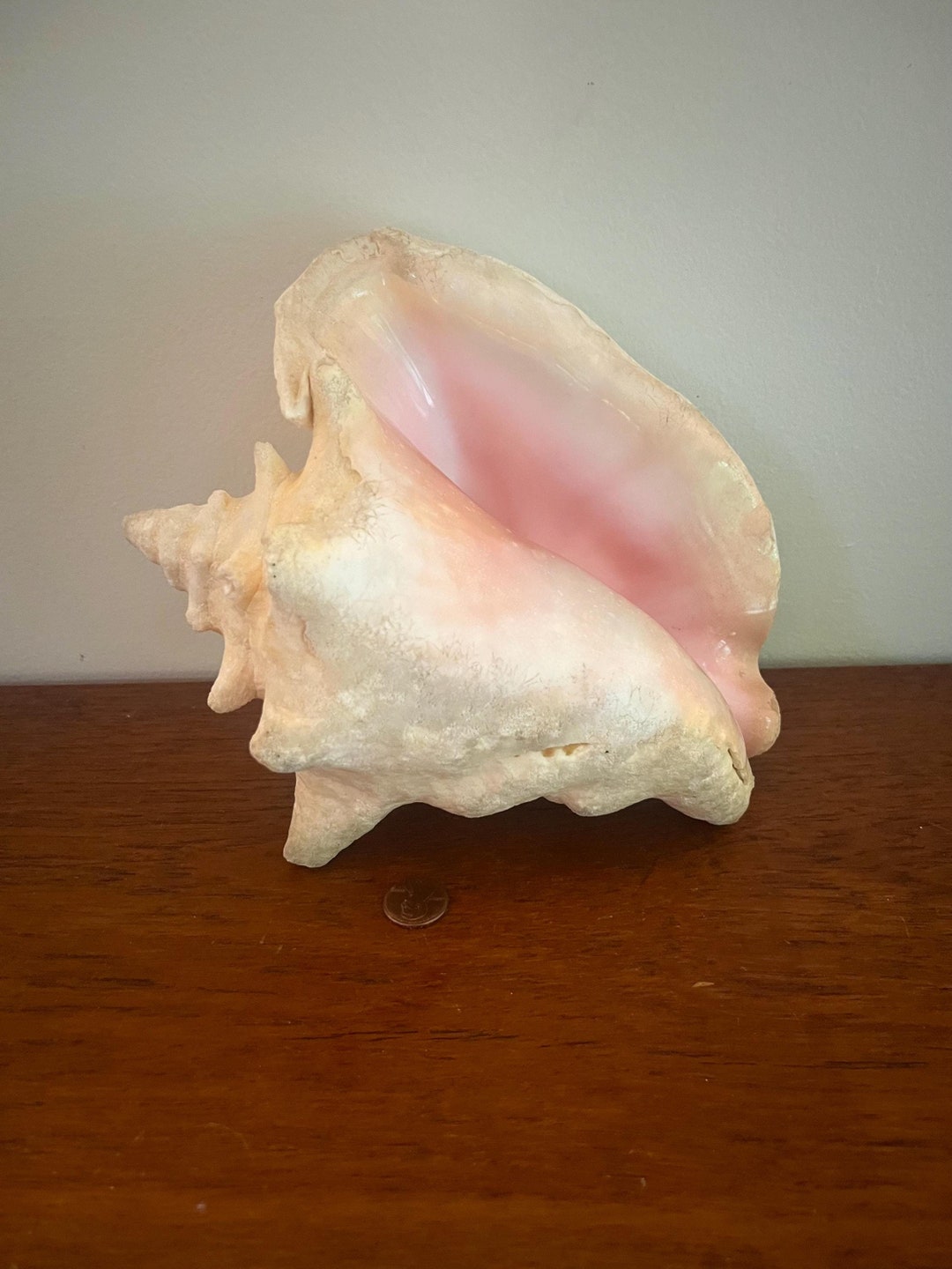 Atlantic Pink Queen Conch Shell Large & Thick 8.5 L X 6 W X 6.5 H ...