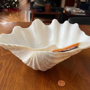 Tridacnid genus Hippopus Natural Half bottom Clam Shell 12 W Prepared ...