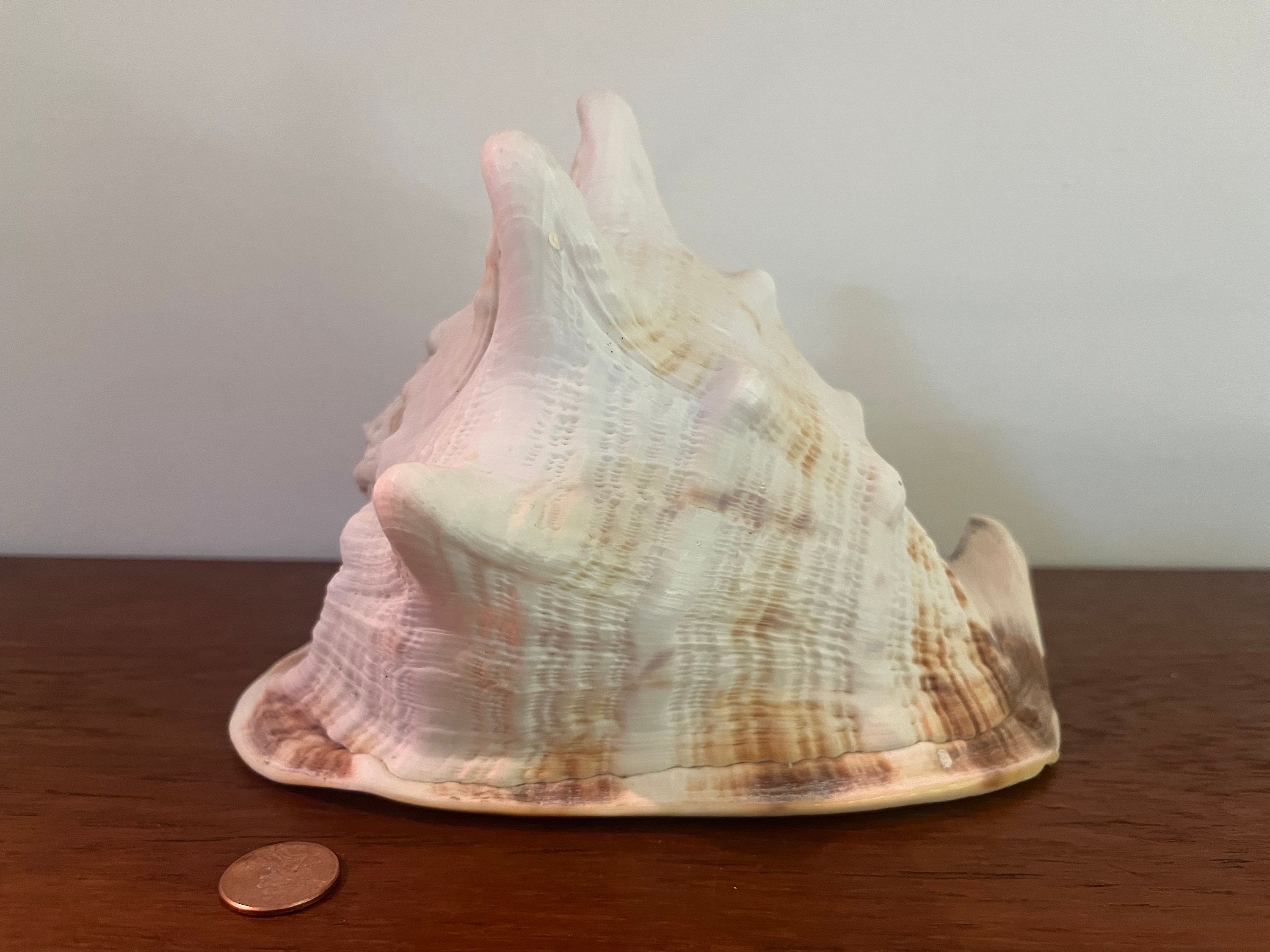Horned Queens Helmet Conch Shell Medium/large 7 Long X 6.5 Wide ...