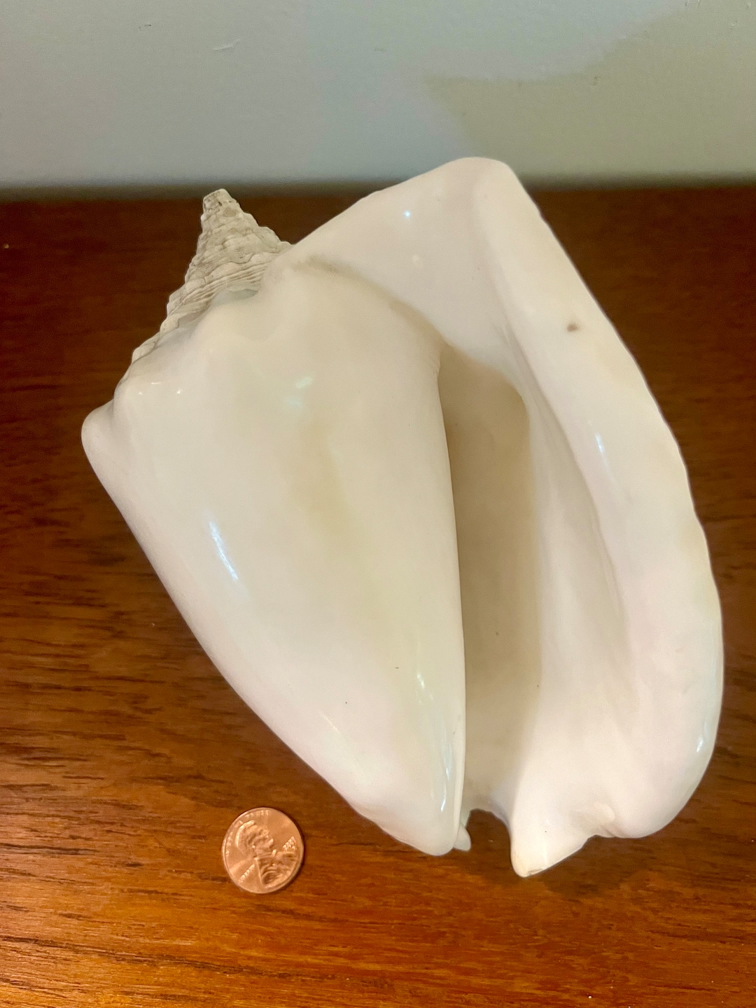 White Queen Conch Shell - Unusually Thick (6” L X 4” W X 4.5” T ...