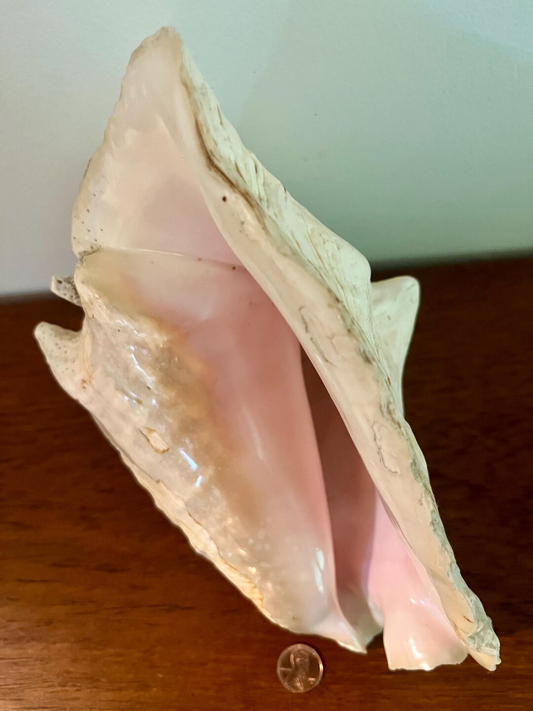 Atlantic Pink Queen Conch Shell - Large (8.25” L X 7.5” H X 6” W ...