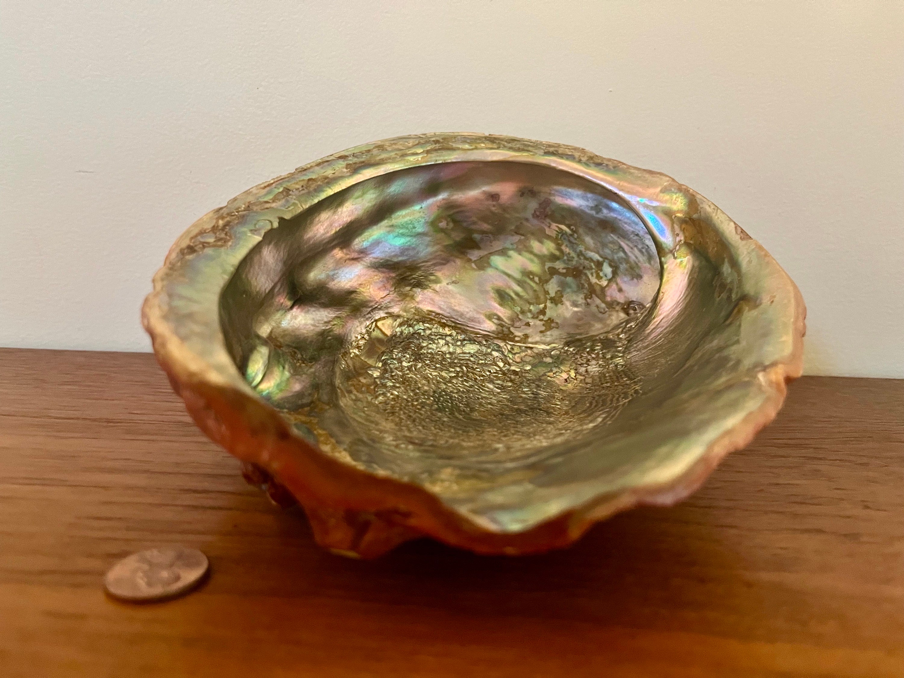 Abalone Shell Large 8 Long X 7 Wide, Natural, and Prepared for Display ...