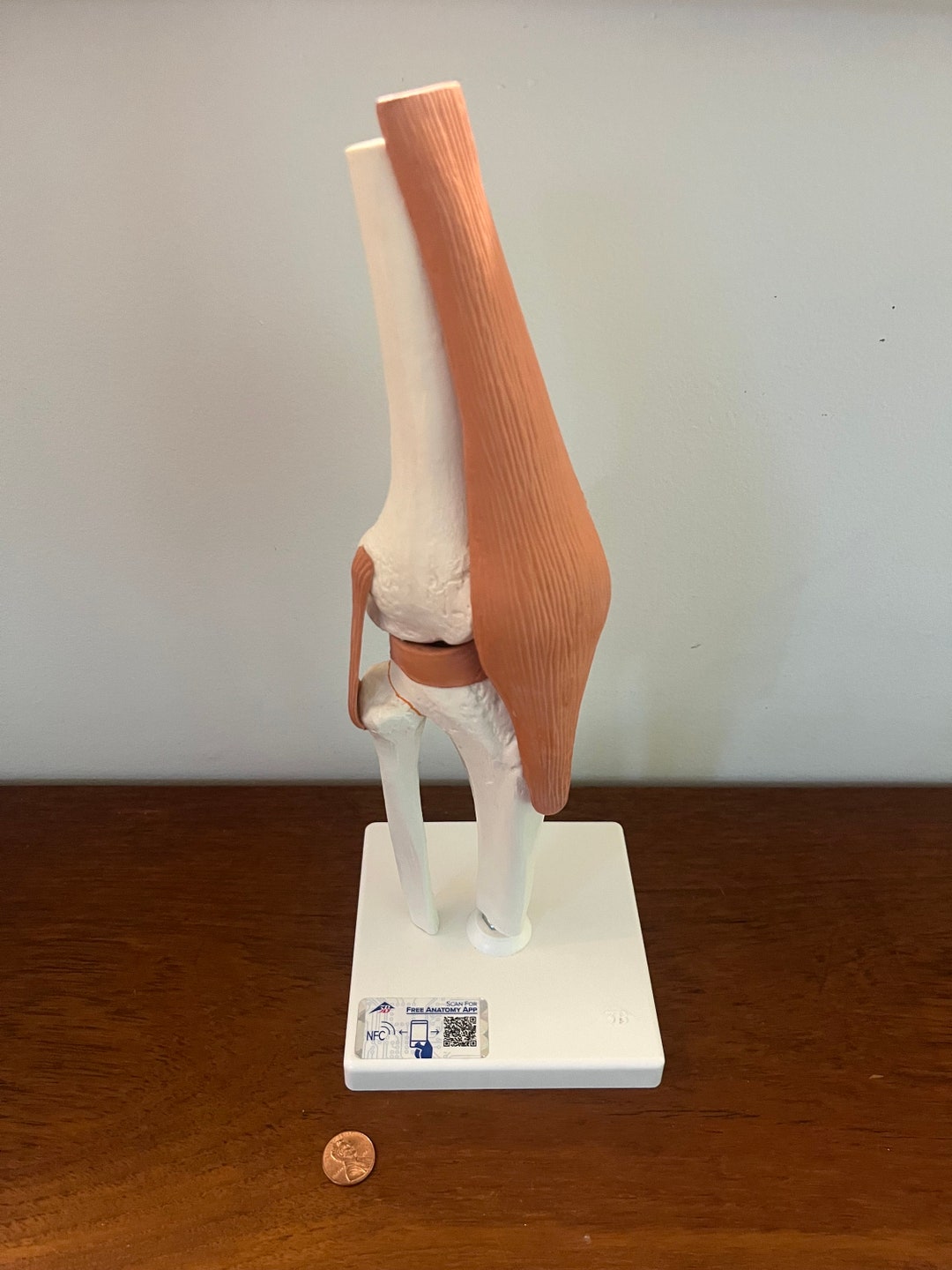 Medical Anatomical Model of a Knee Made of Dense Plastic on Stand Made ...