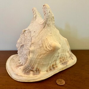 Horned Queens Helmet Conch Shell - Large (8.5” L X 7” W), Textured ...