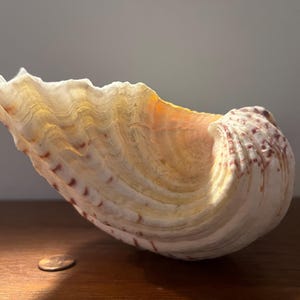 Tridacnid genus Hippopus Natural Half bottom Clam Shell 9.25 L Prepared ...