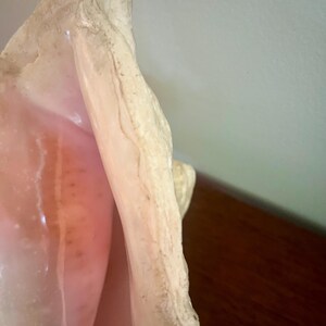 Atlantic Pink Queen Conch Shell Large & Thick 8.5 L X 6 W X 6.5 H ...