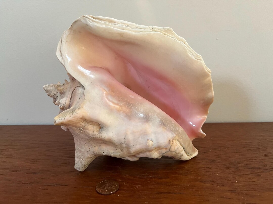 Atlantic Pink Queen Conch Shell Medium 7 L X 5.75 W, Polished, Natural ...