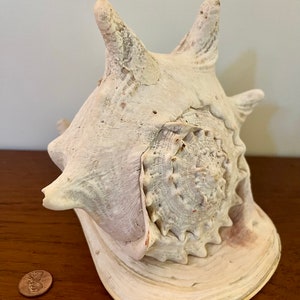 Horned Queens Helmet Conch Shell - Large (8.5” L X 7” W), Textured ...