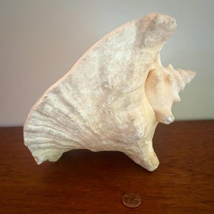 Atlantic Pink Queen Conch Shell Large & Thick 8.5 L X 6 W X 6.5 H ...