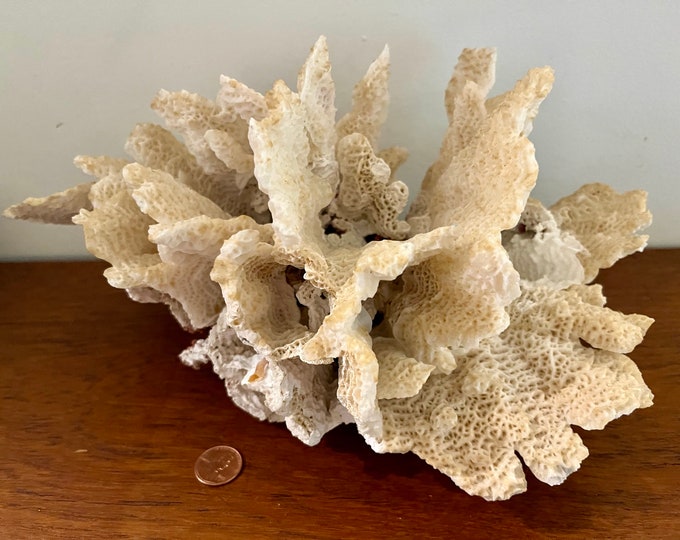 Coral - Large Natural Vintage White Coral Specimen Presented on a ...