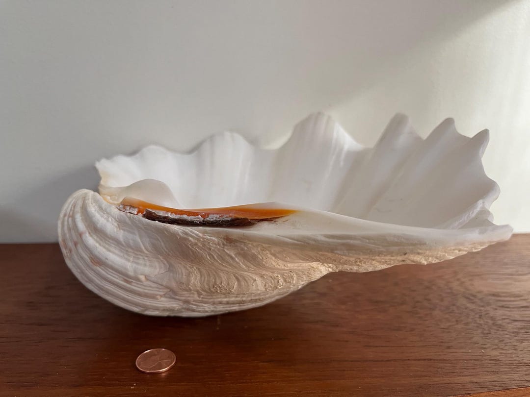 Tridacnid (genus Hippopus) Natural Half (bottom) Clam Shell (12” W ...